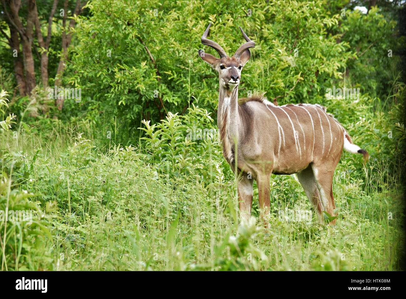 Kudu markings hi-res stock photography and images - Alamy