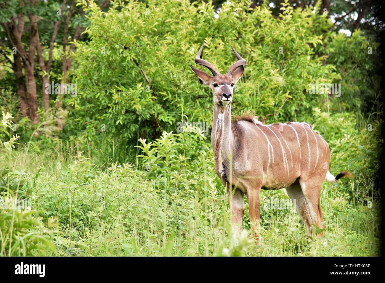 Kudu markings hi-res stock photography and images - Alamy