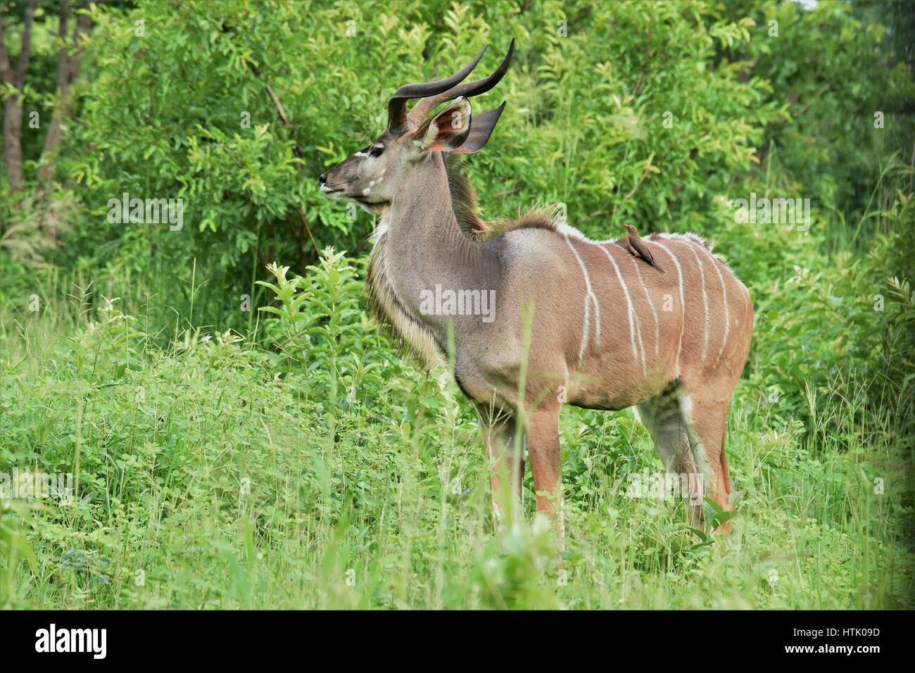 Greater kudu herd hi-res stock photography and images - Alamy