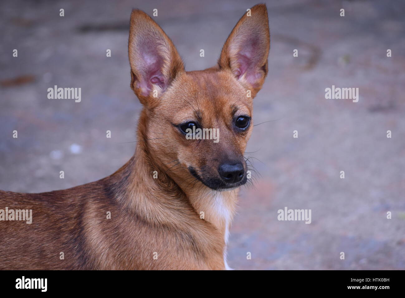Chiwowow hi-res stock photography and images - Alamy