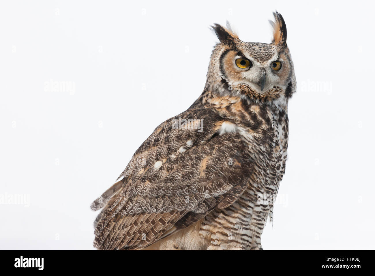 Great sits against tree hi-res stock photography and images - Alamy