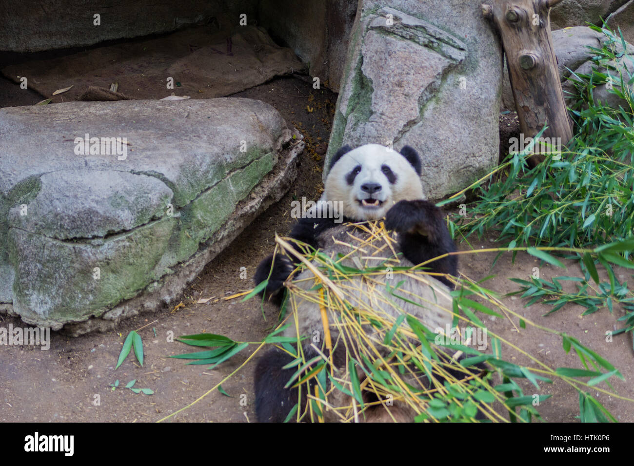 San Diego Zoo, one of the the most amazing places to visit in ...