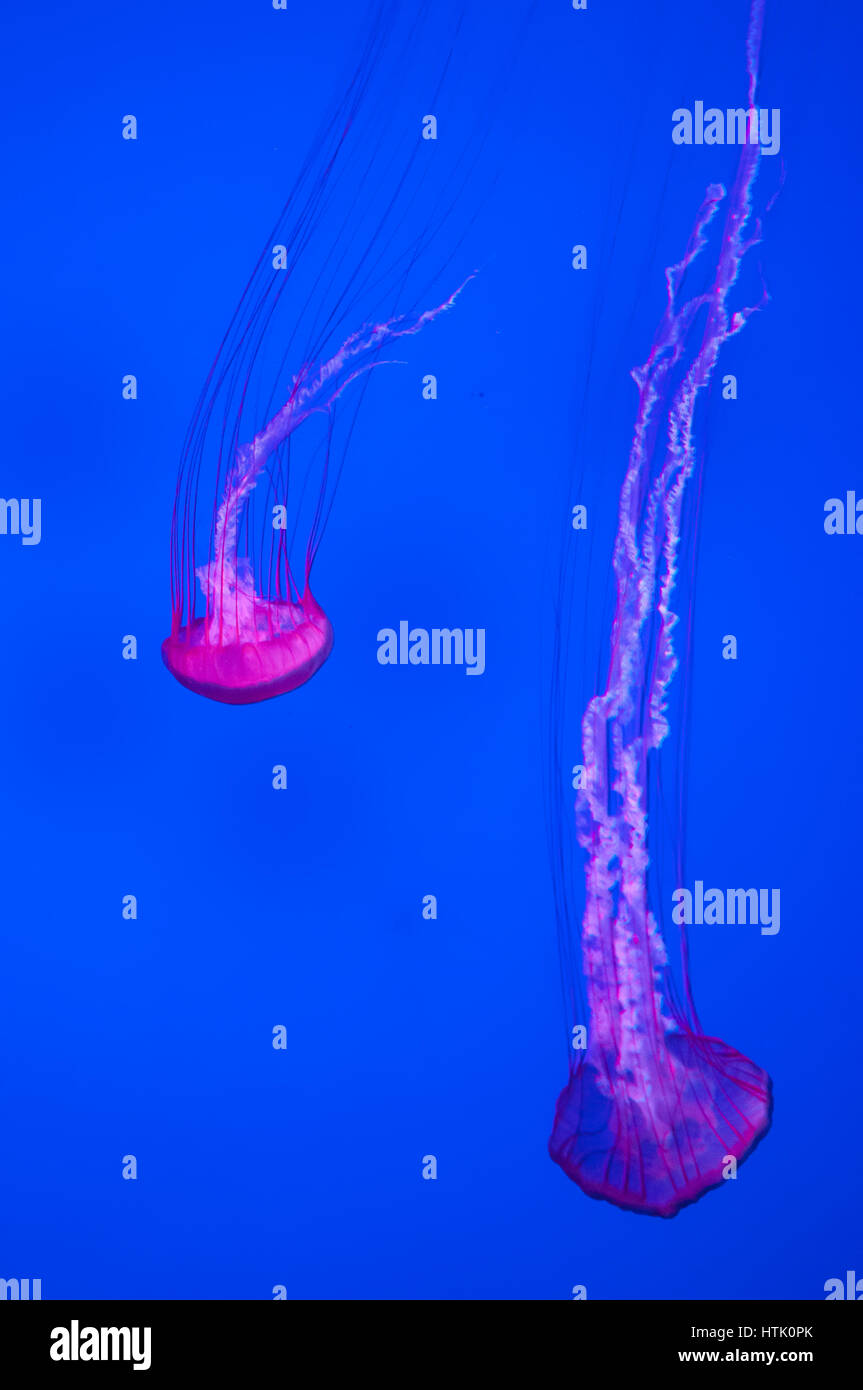 Pacific Sea Nettle in Aquarium Stock Photo - Alamy