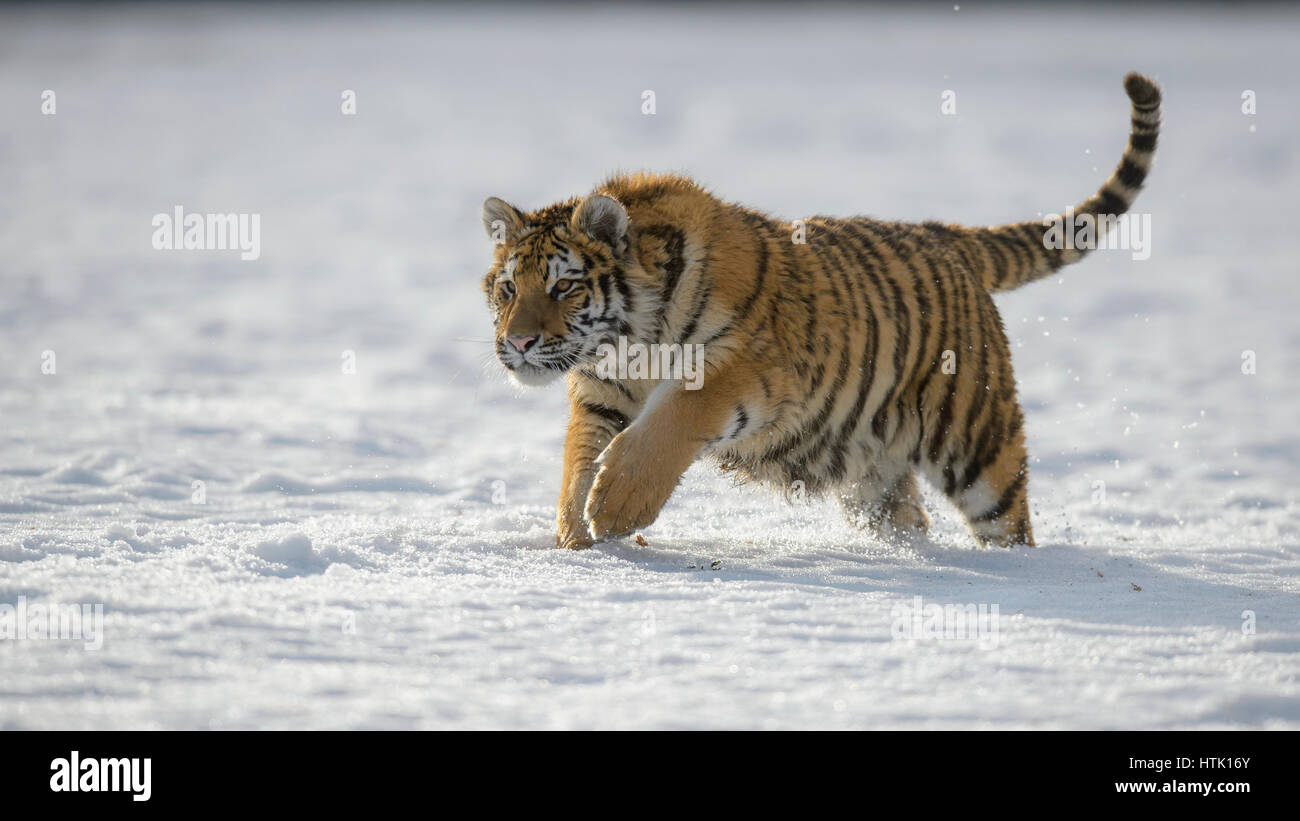 Side view siberian tiger running hi-res stock photography and images ...