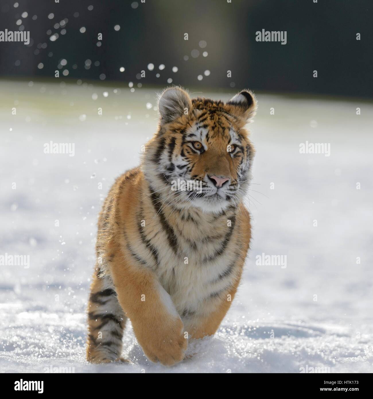 Siberian tiger (Panthera tigris altaica) juvenile running in snow, captive, Moravia, Czech ...