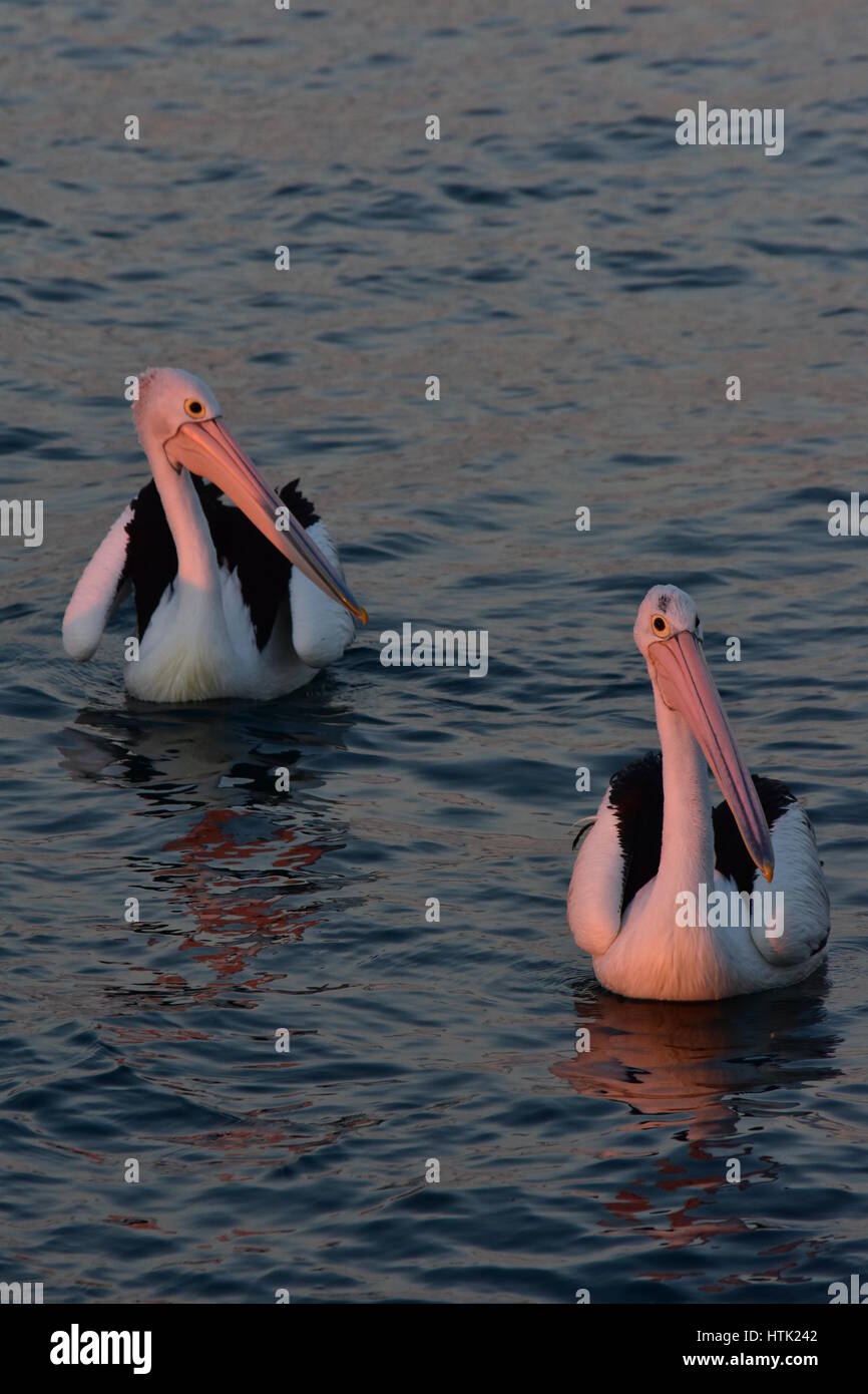 Australian pelicans Pelecanus conspicillatus on calm water surface in ...