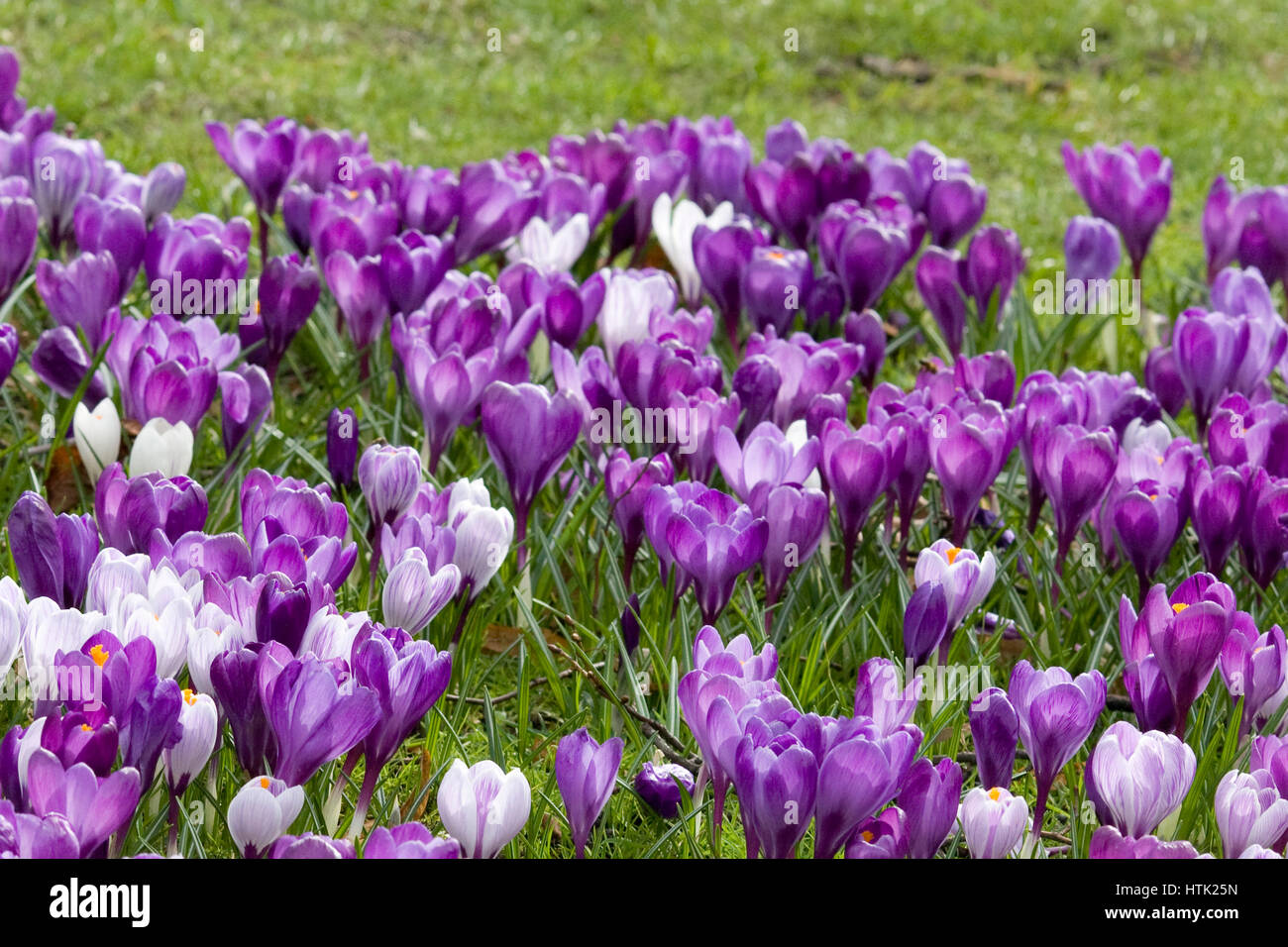 Salverform flower hi-res stock photography and images - Alamy