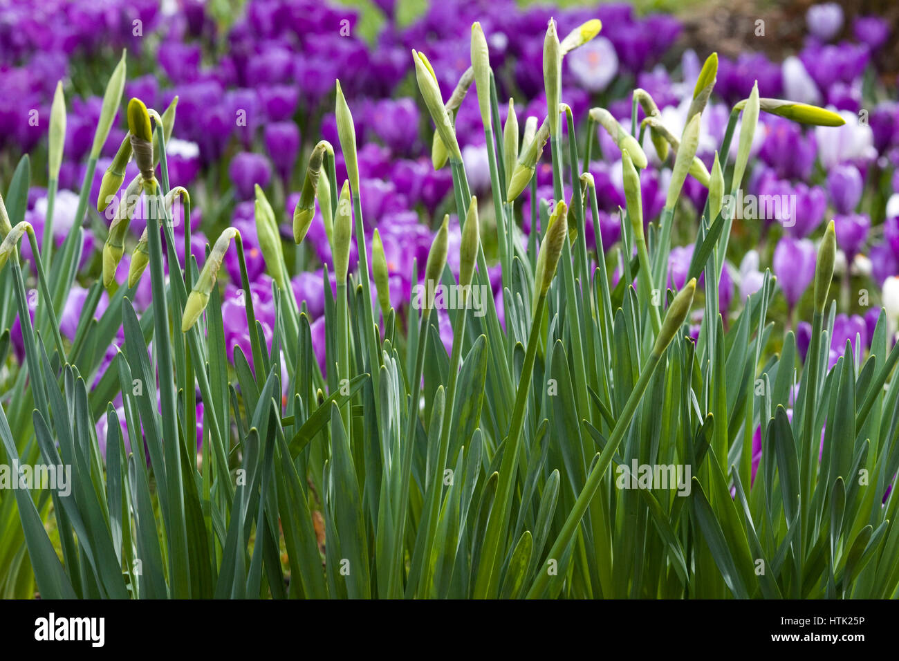 Crocus flowers amongst daffodils Stock Photo - Alamy