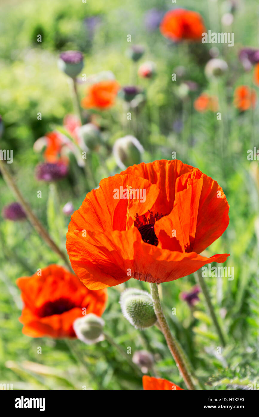 Meadow wildflower garden hi-res stock photography and images - Alamy