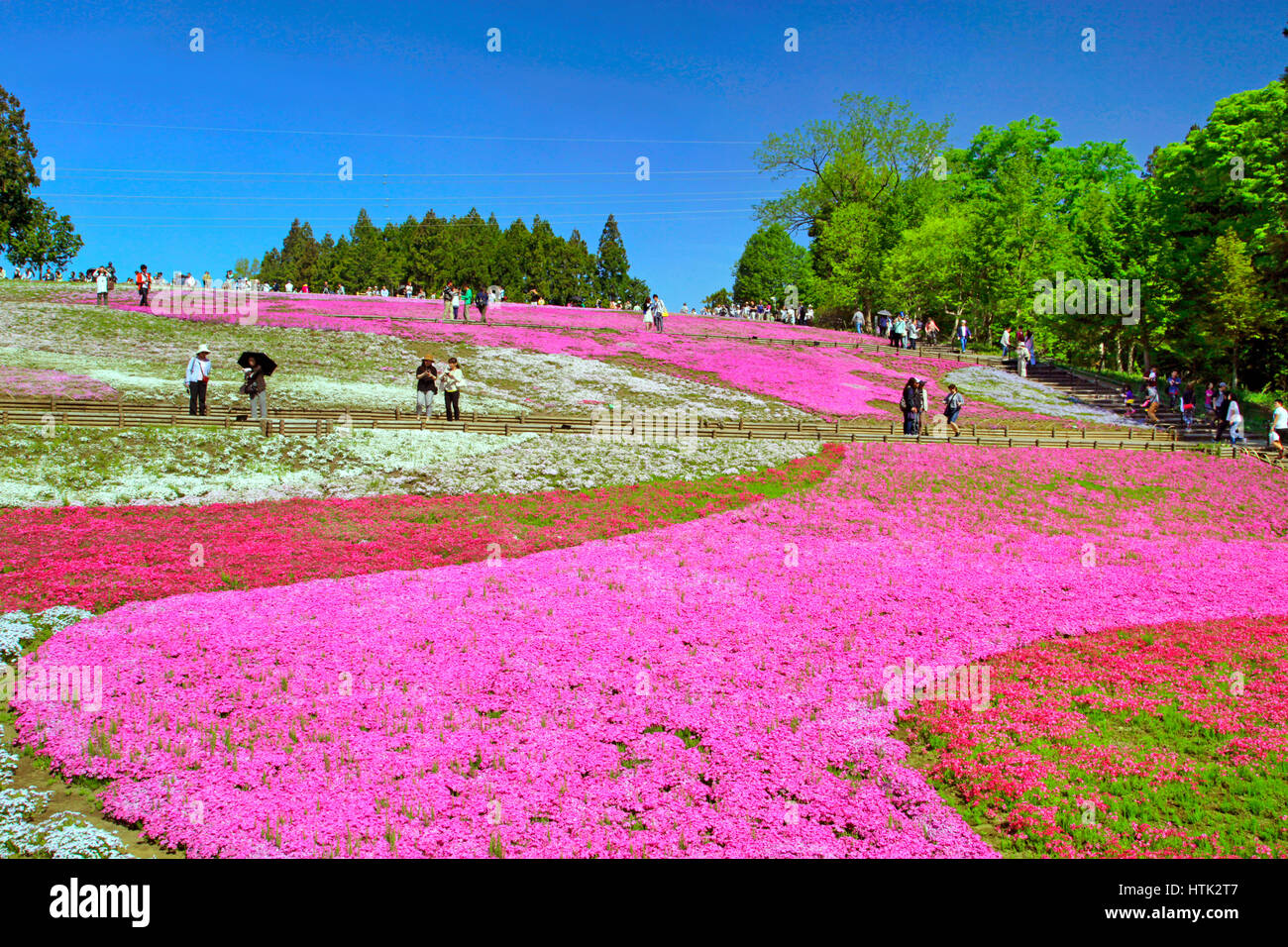 Hitsujiyama Park Shibazakura Hill Chichibu city Saitama Japan Stock ...