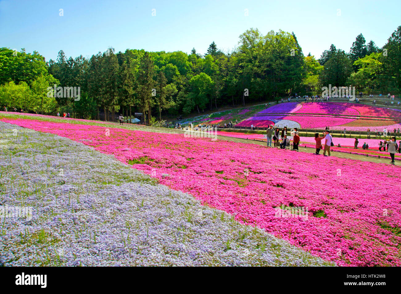 Hitsujiyama Park Shibazakura Hill Chichibu city Saitama Japan Stock ...