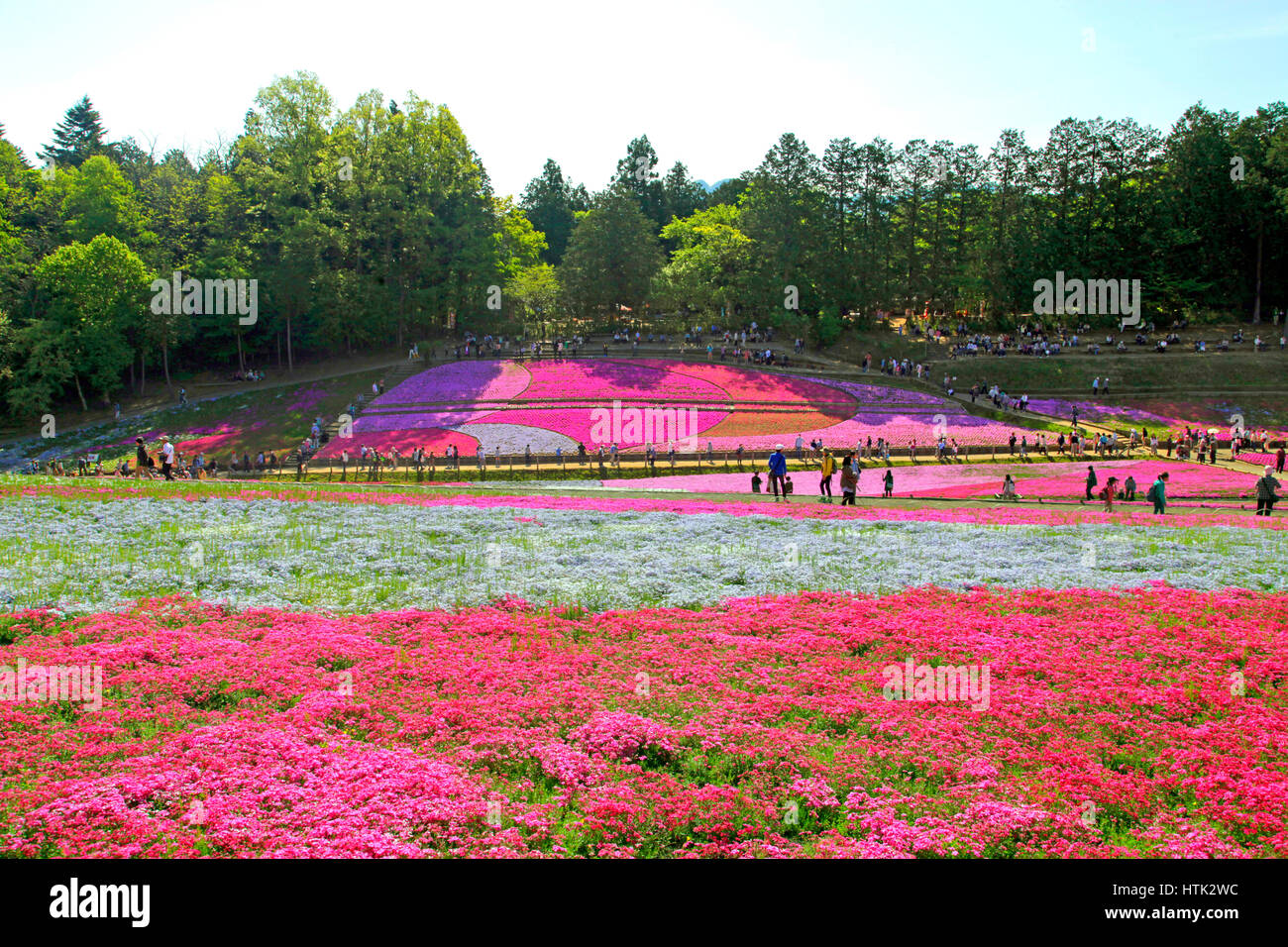 Hitsujiyama Park Shibazakura Hill Chichibu city Saitama Japan Stock ...