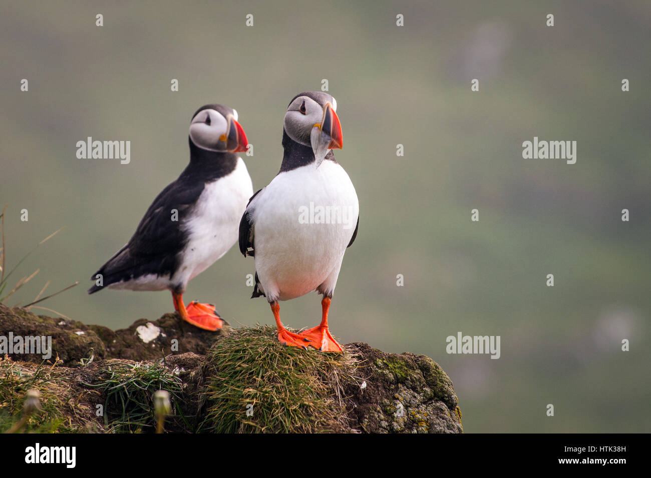 A puffin couple standing beside each other Stock Photo - Alamy