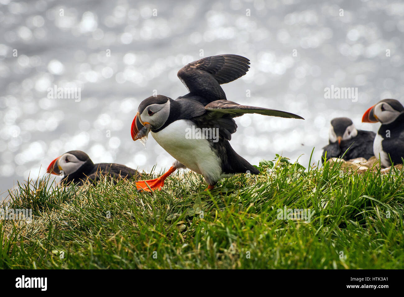 A Puffin holds multiple fishes in his mouth and flaps his wings while ...