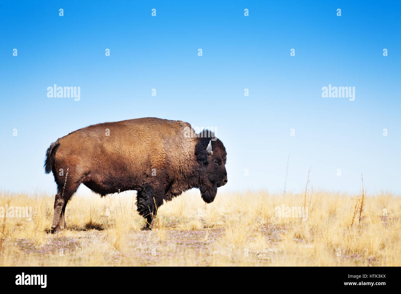 Side view portrait of American bison walking across the prairie ...