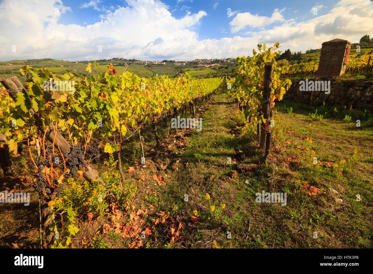 Chianti vineyard landscape in autumn, Tuscany, Italy Stock Photo - Alamy