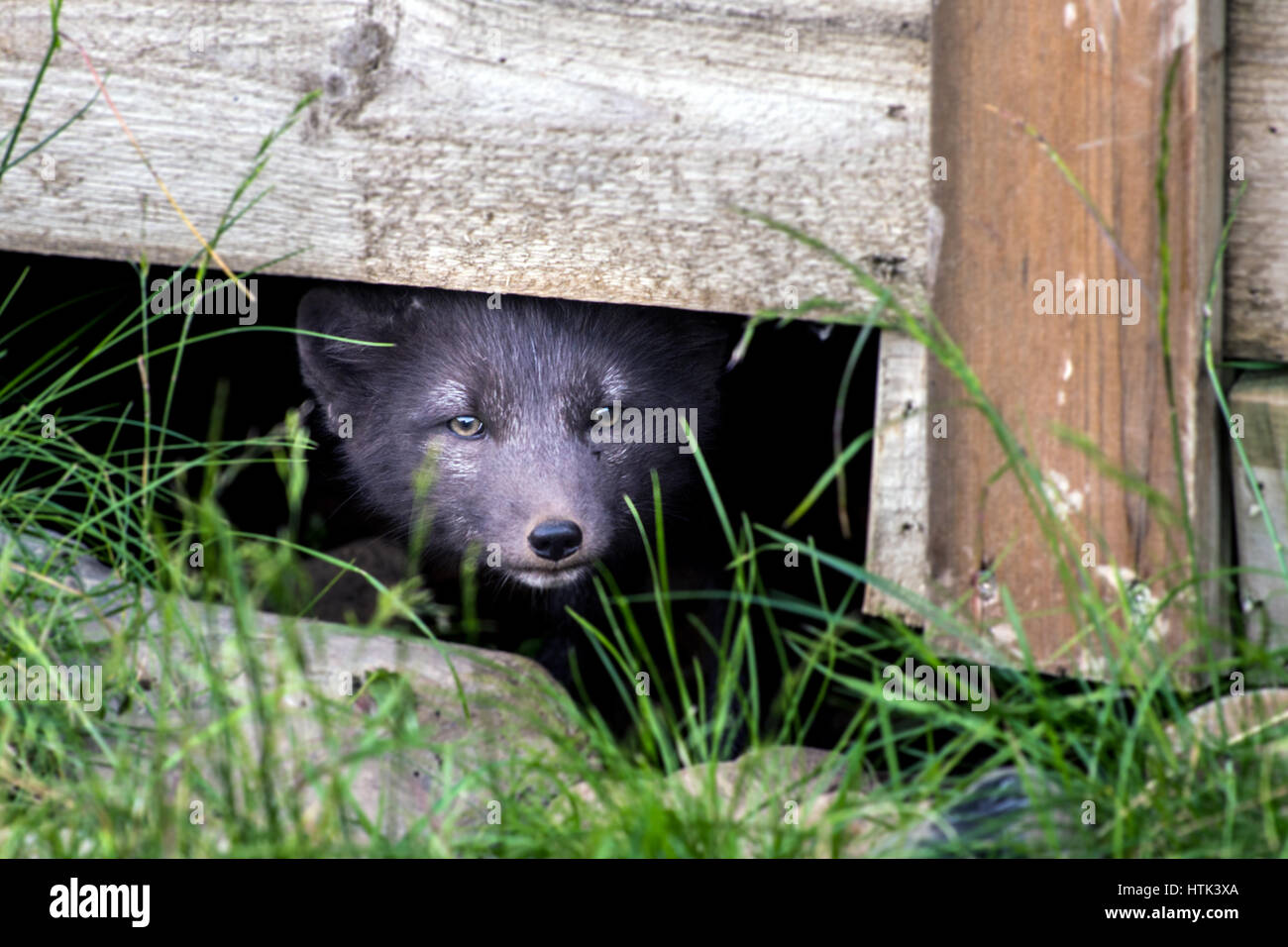 A family of artic fox lives under the floor boards of an old house in ...