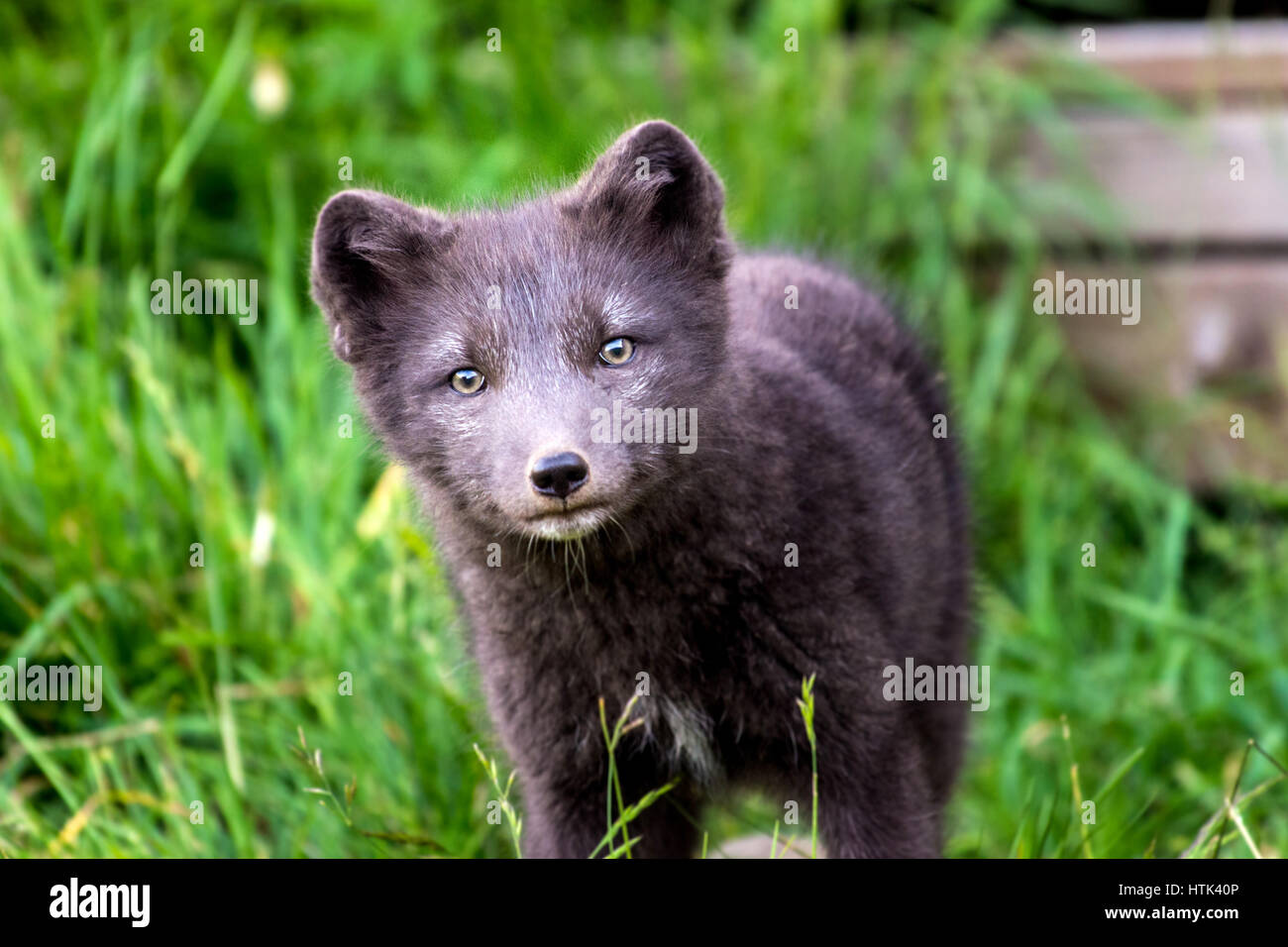 Lucky fox hi-res stock photography and images - Alamy