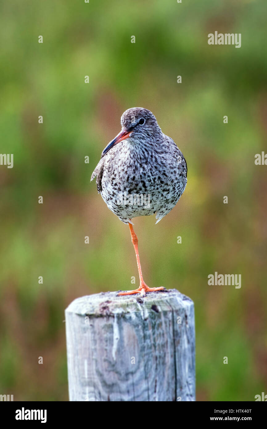 One leg stand hi-res stock photography and images - Alamy