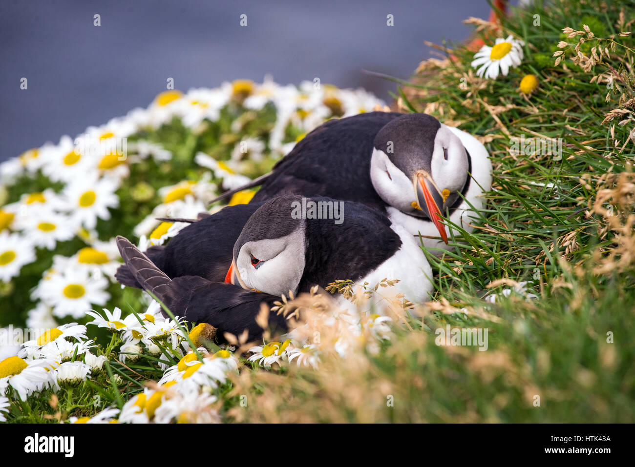A puffin couple lying in a bed of flowers Stock Photo - Alamy