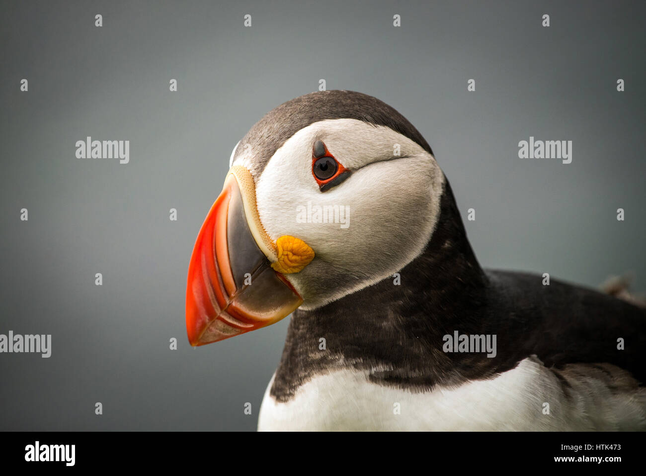 A close up shot of the puffin Stock Photo - Alamy