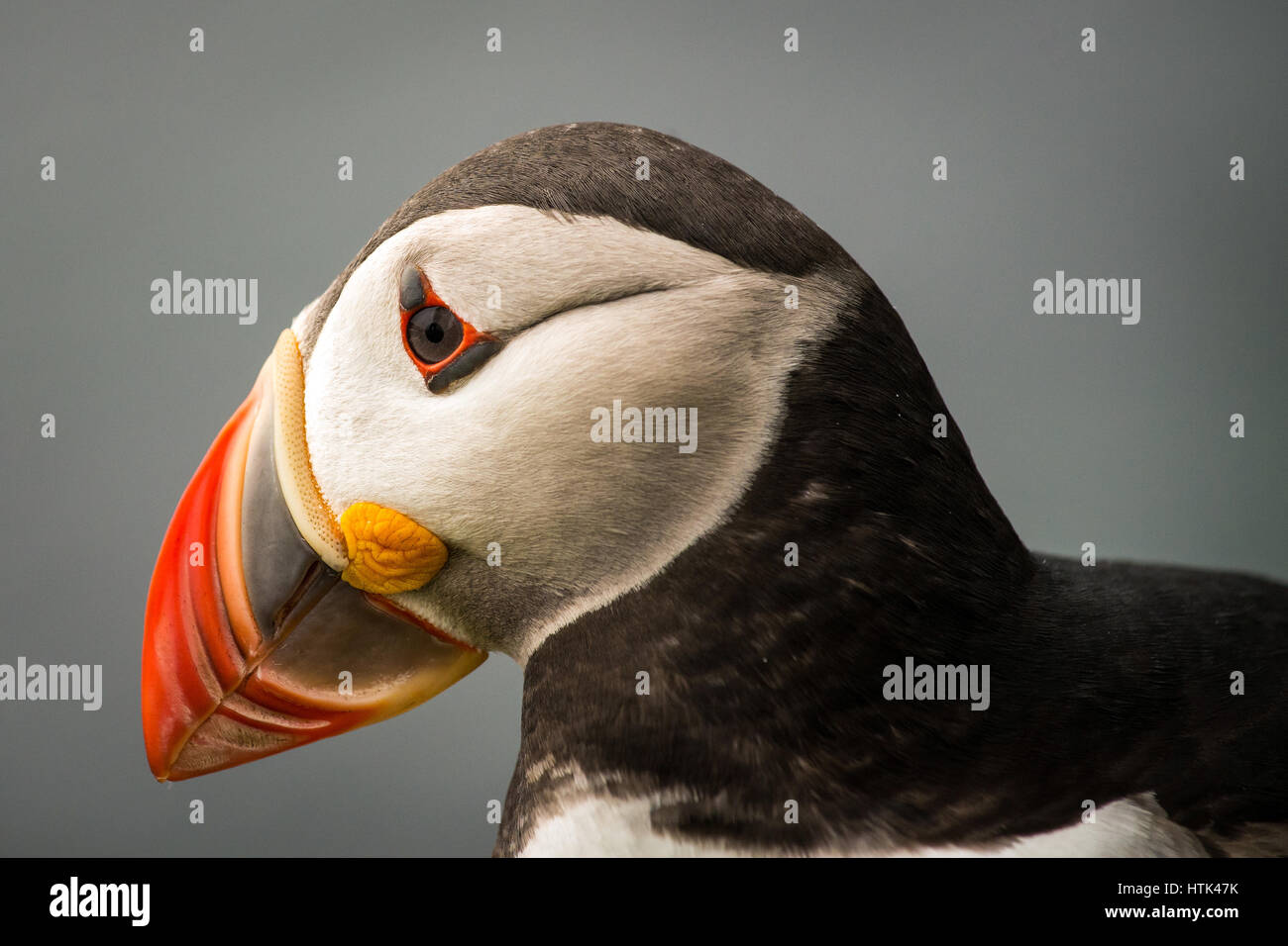 Bird with a sharp beak hi-res stock photography and images - Alamy