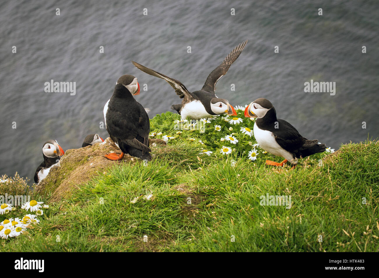 A group of puffins interacting with each other Stock Photo - Alamy