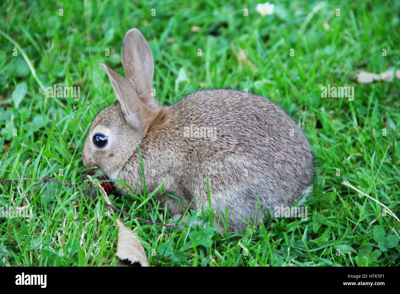 Cute gray wild baby rabbit in grass eating cherry Stock Photo - Alamy