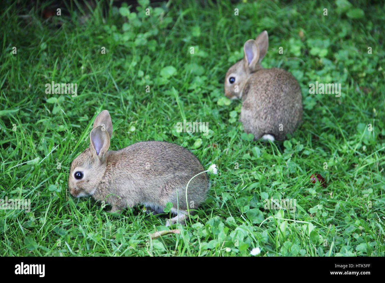 Two cute gray wild baby rabbits in grass Stock Photo - Alamy