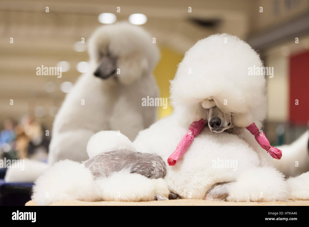 American standard poodle hi-res stock photography and images - Alamy