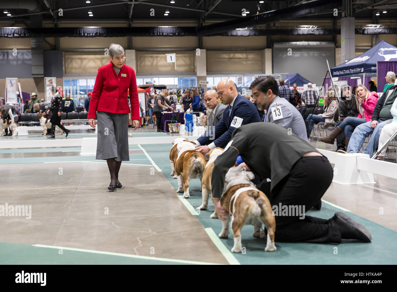 English bulldogs judging hi-res stock photography and images - Alamy