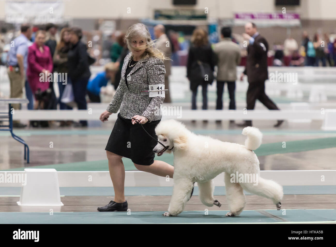 American standard poodle hi-res stock photography and images - Alamy