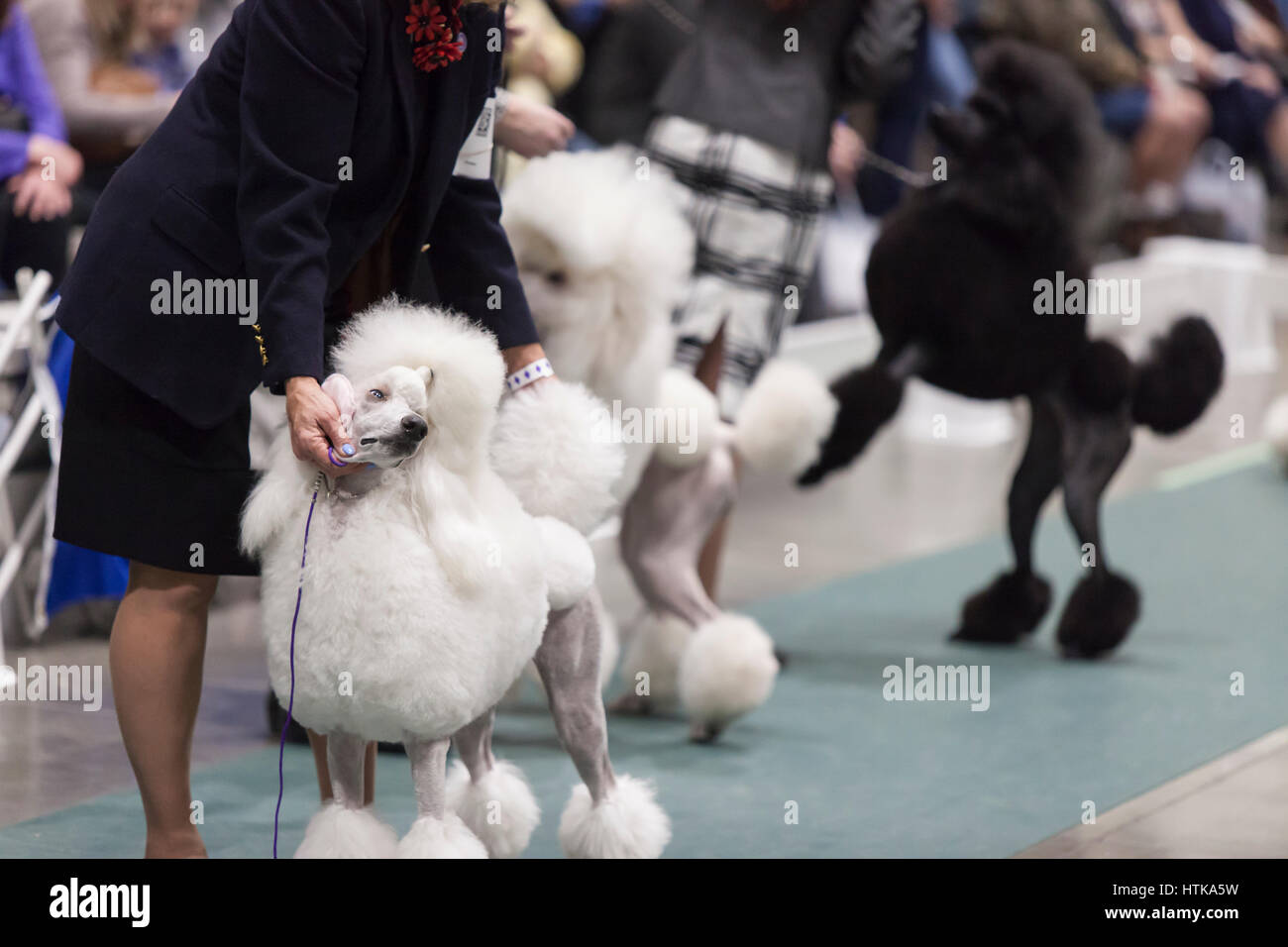 American standard poodle hi-res stock photography and images - Alamy