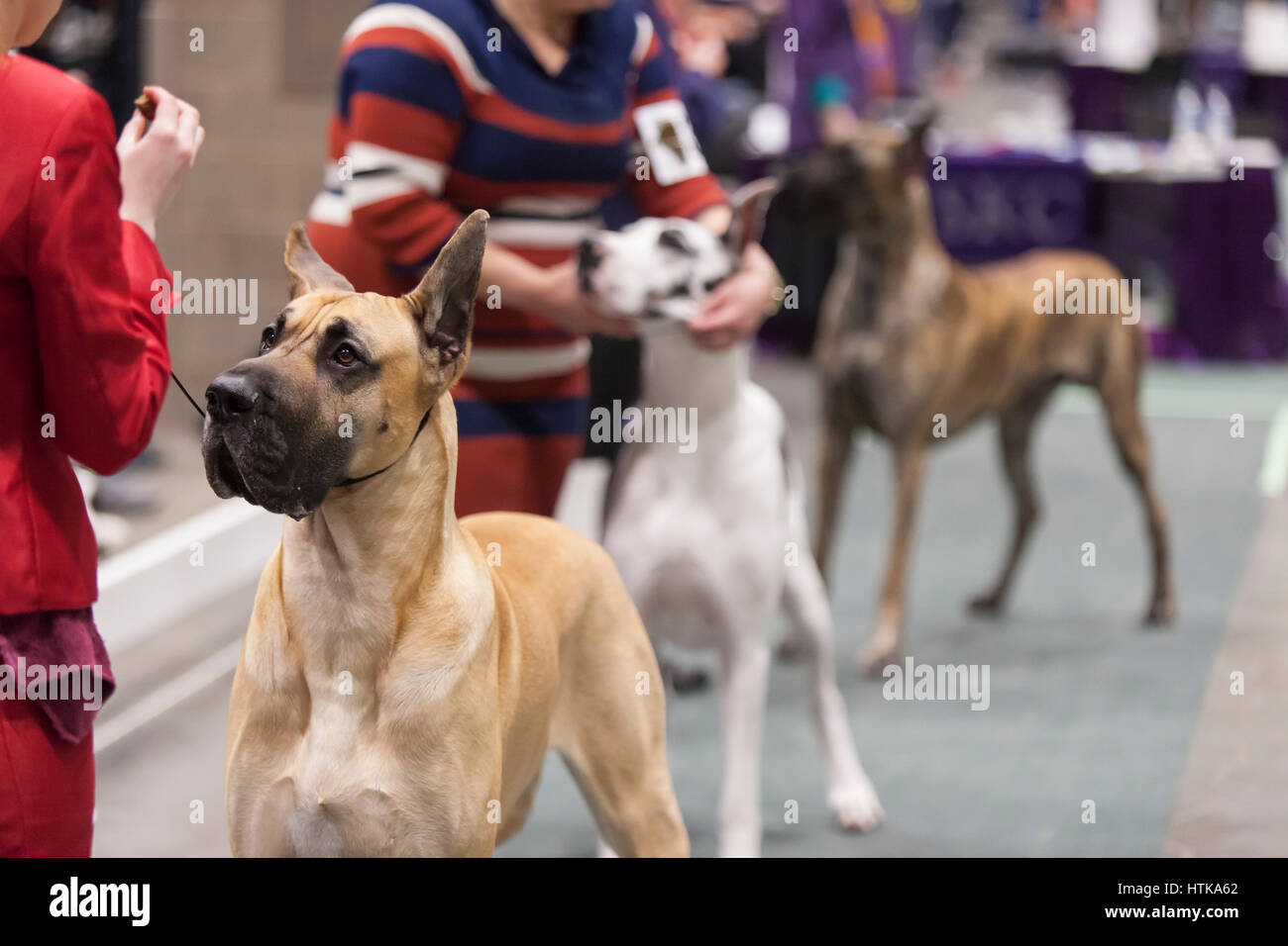 Women great dane hi-res stock photography and images - Alamy