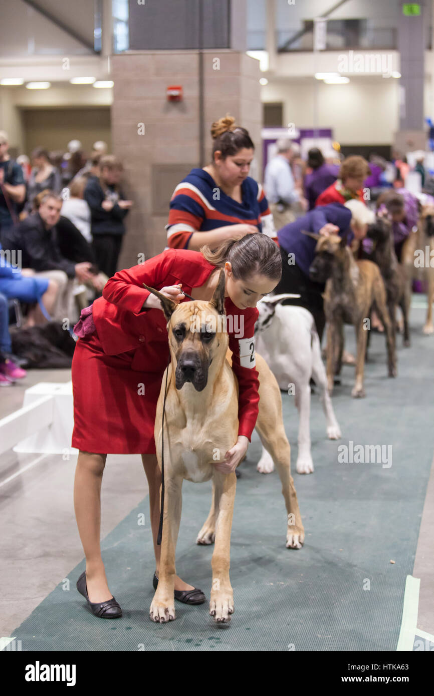 Dog show great dane hi-res stock photography and images - Alamy