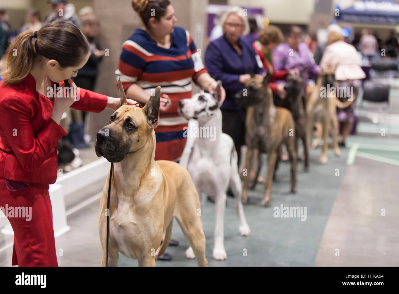 Women great dane hi-res stock photography and images - Alamy