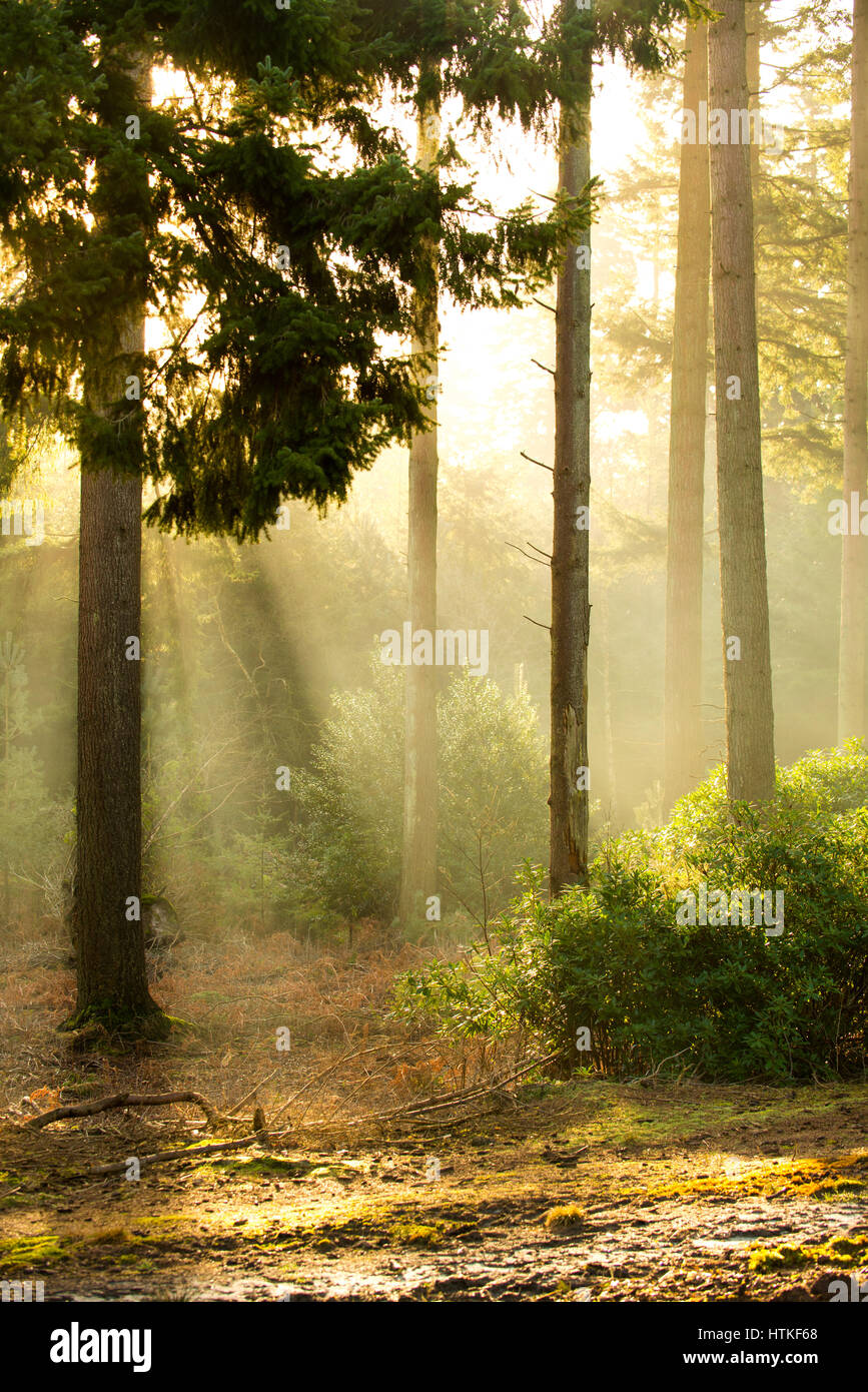 Puddletown forest hi-res stock photography and images - Alamy