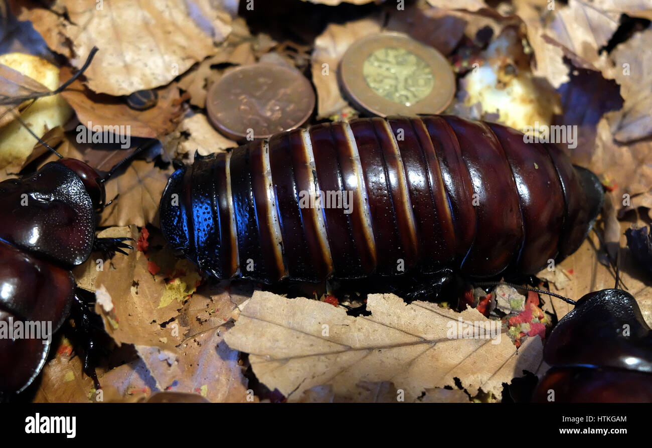 Chabarovice, Czech Republic. 09th Mar, 2017. Giant Burrowing Cockroach ...