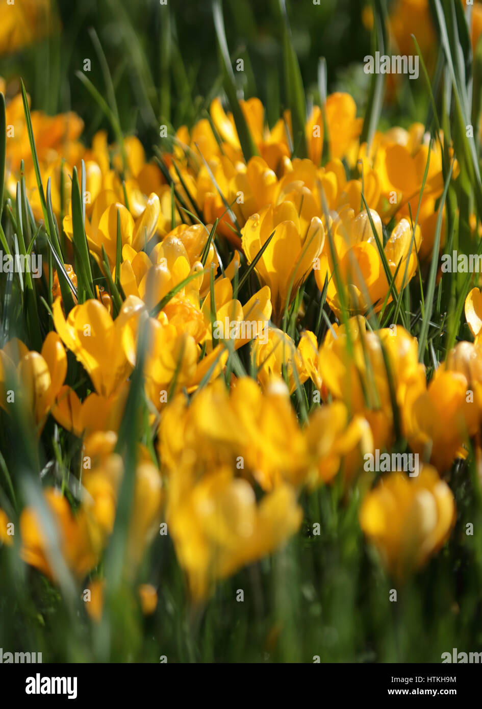 Spring Crocus Display In Gardens High Resolution Stock Photography and ...