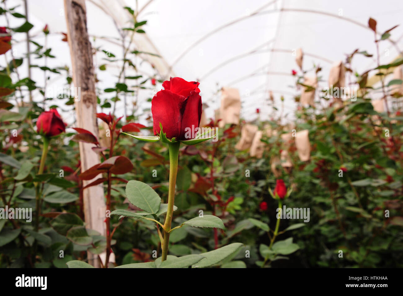 In the rose plantation "Rose Success" in the Andes Highlands in ...