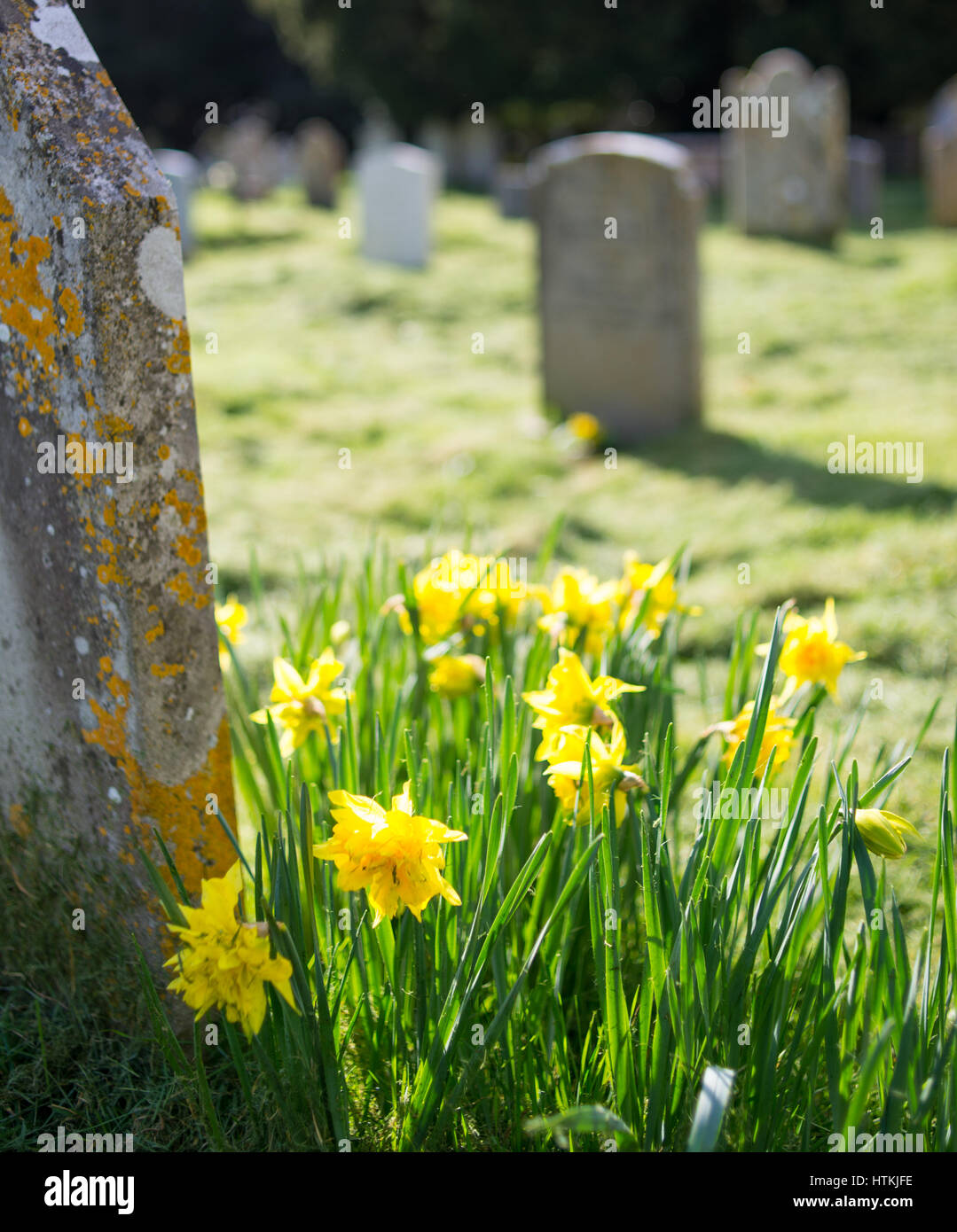Daffodils In A Churchyard High Resolution Stock Photography and Images ...