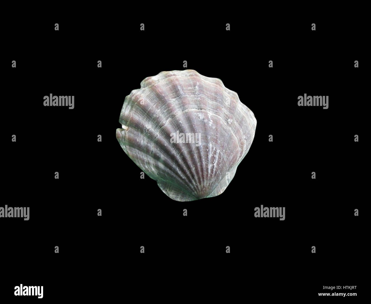 Shiny macro single seashell, isolated on black Stock Photo - Alamy