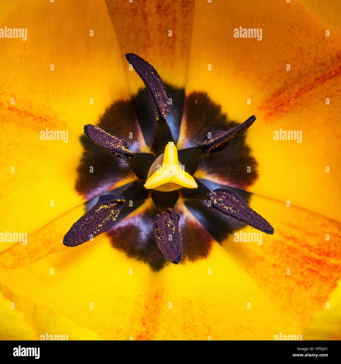 Yellow Pestle High Resolution Stock Photography and Images - Alamy