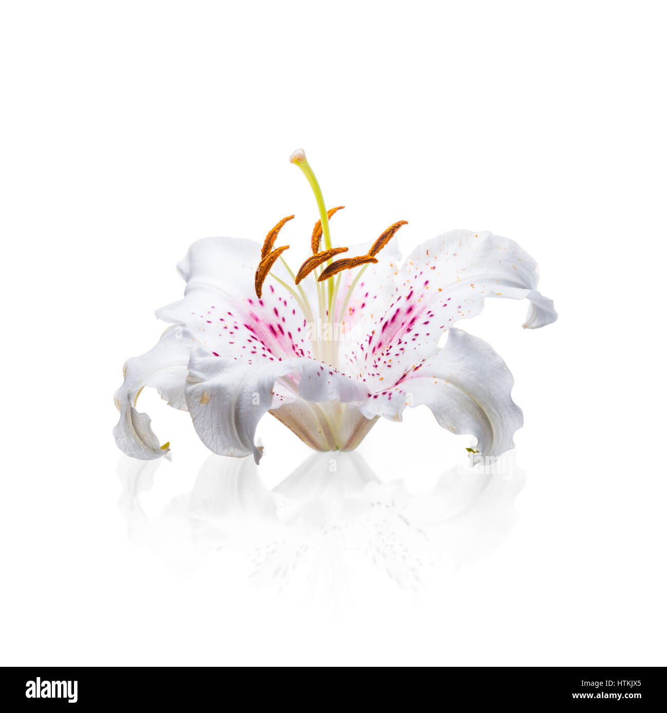 White lily flower macro Cut Out Stock Images & Pictures - Alamy