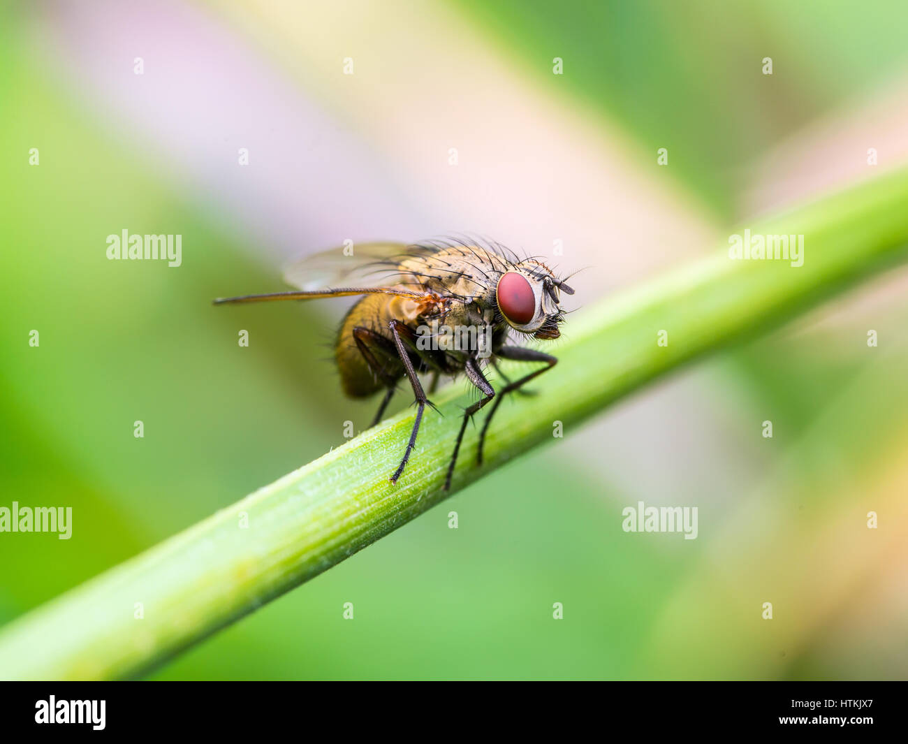 Drosophile hi-res stock photography and images - Alamy