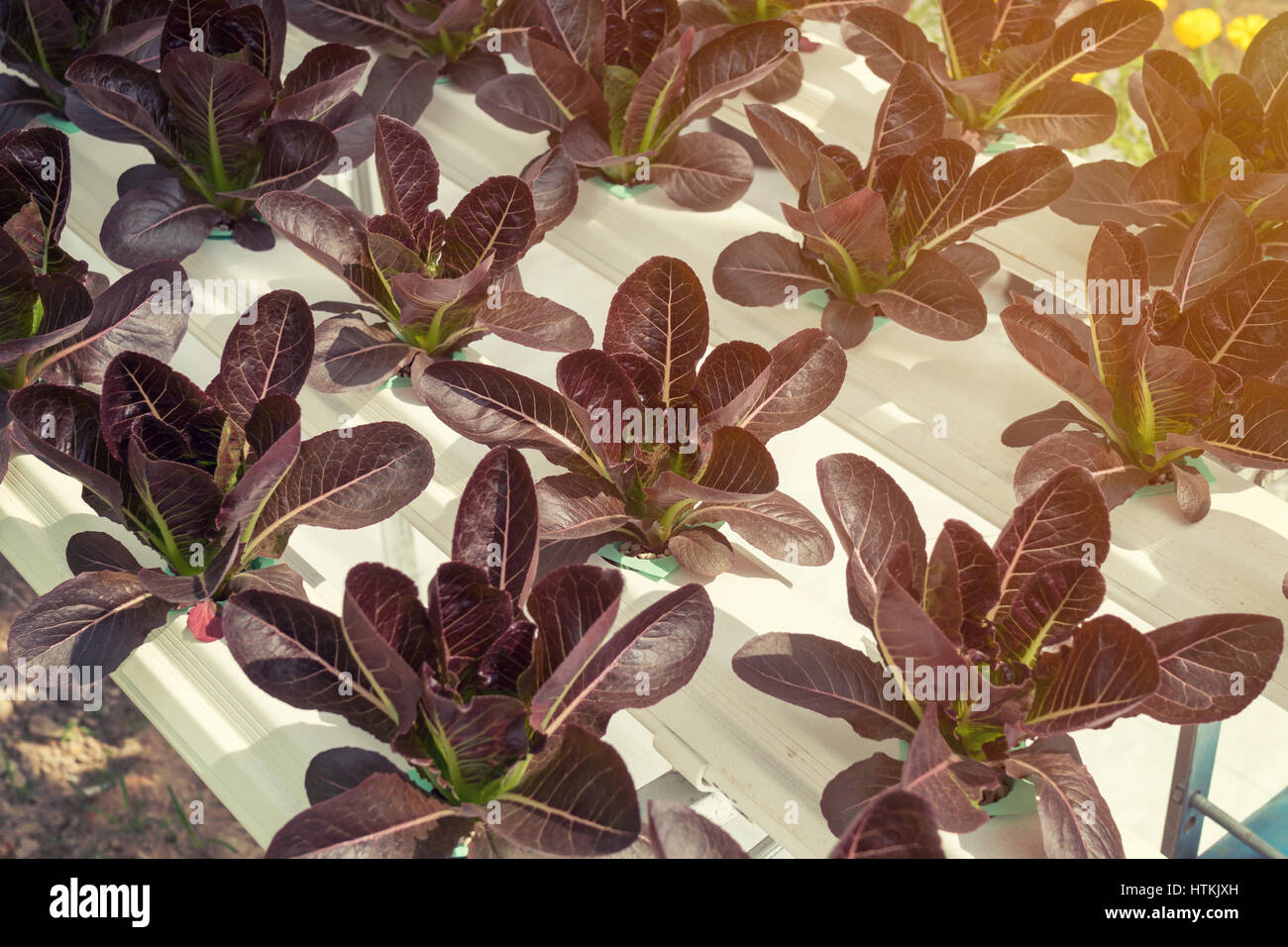 lettuce cultivation on hydroponic system with water and fertilizer in ...