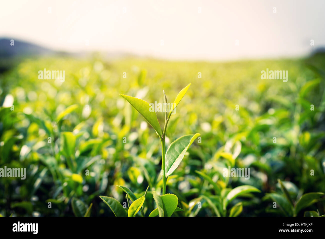 Fresh tea leaves in hi-res stock photography and images - Alamy