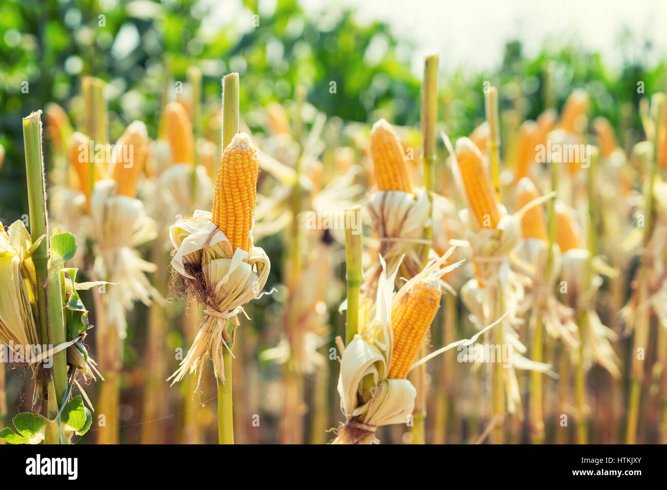 corn field on crop plant for harvesting Stock Photo - Alamy