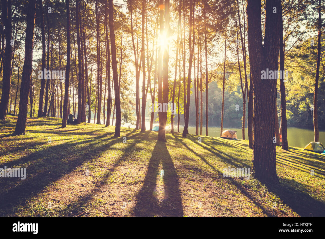 Dark pine tree forest landscape hi-res stock photography and images - Alamy
