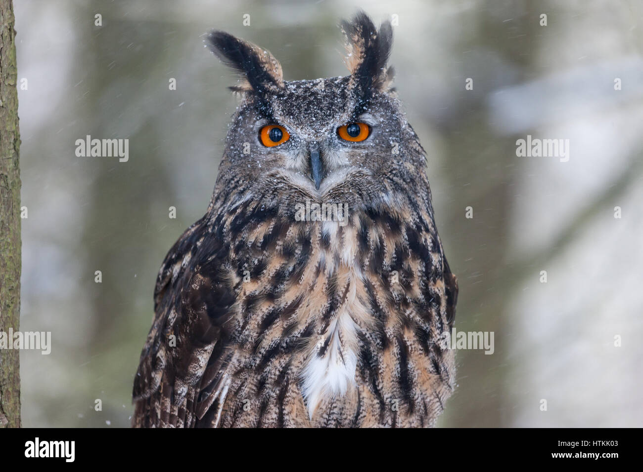 Eurasian Eagle Owl Wingspan